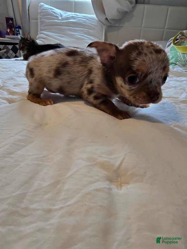 lynn for sale in Newark Valley | Lancaster Puppies