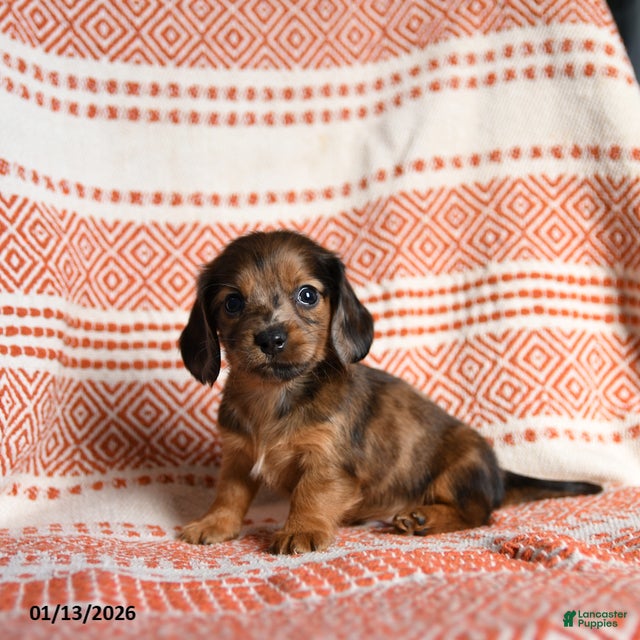 Kermit for sale in Honey Brook | Lancaster Puppies