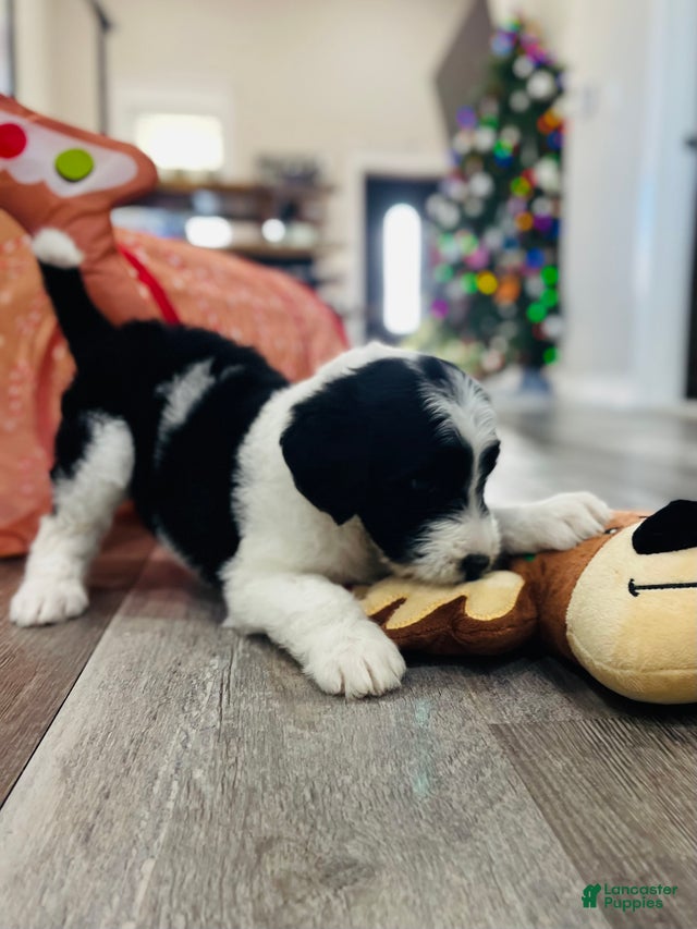 Sheepadoodle Puppy 3 for sale in Sykesville | Lancaster Puppies