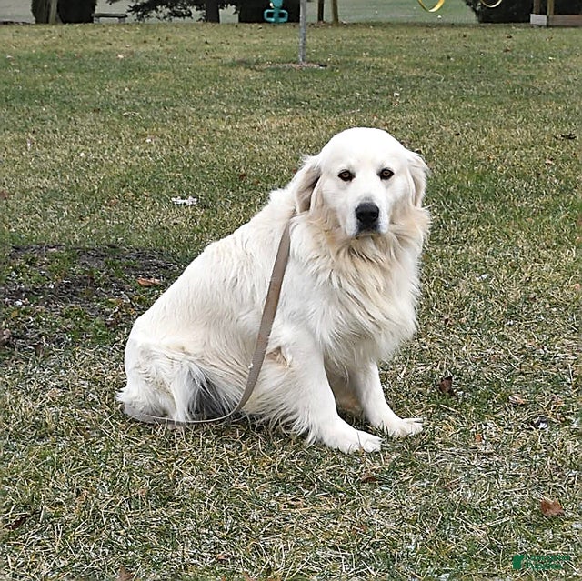 Ruby for sale in Shelby | Lancaster Puppies