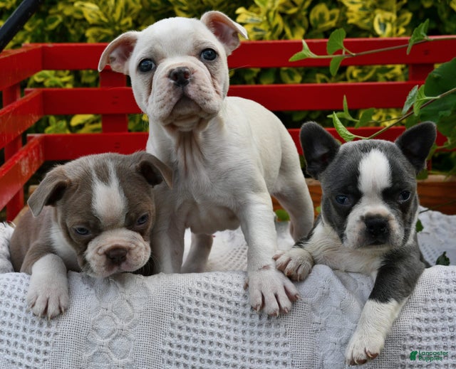 Stephen And Ruth Ann | Lancaster Puppies