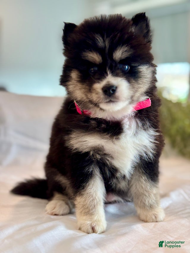 Faith. Pomsky Puppy 3 for sale in Fredericksburg | Lancaster Puppies