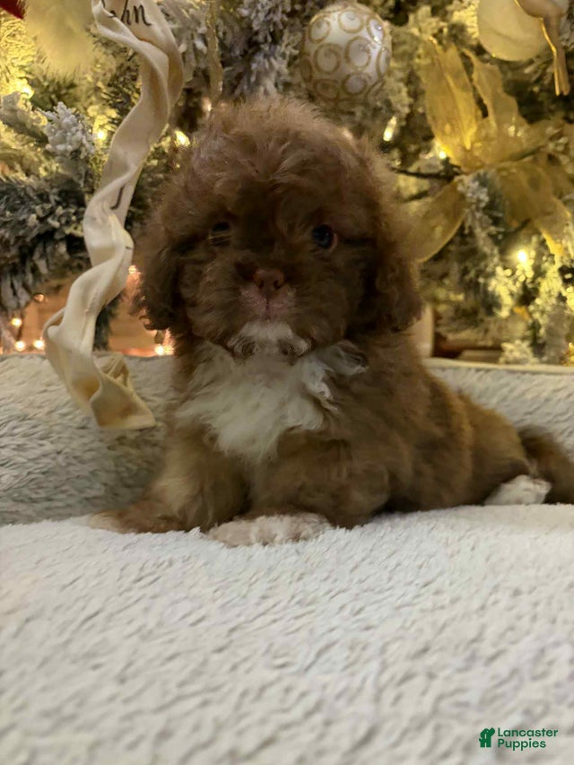 Robin for sale in Queens | Lancaster Puppies