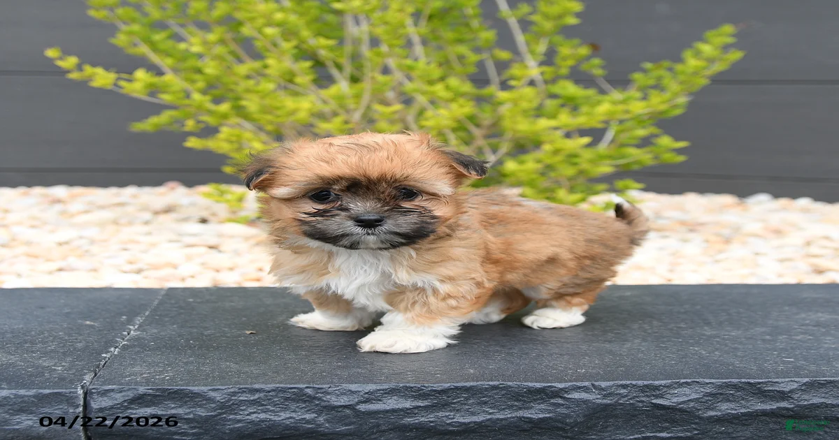 Cocoa Mixed Breed for sale in Ronks | Lancaster Puppies