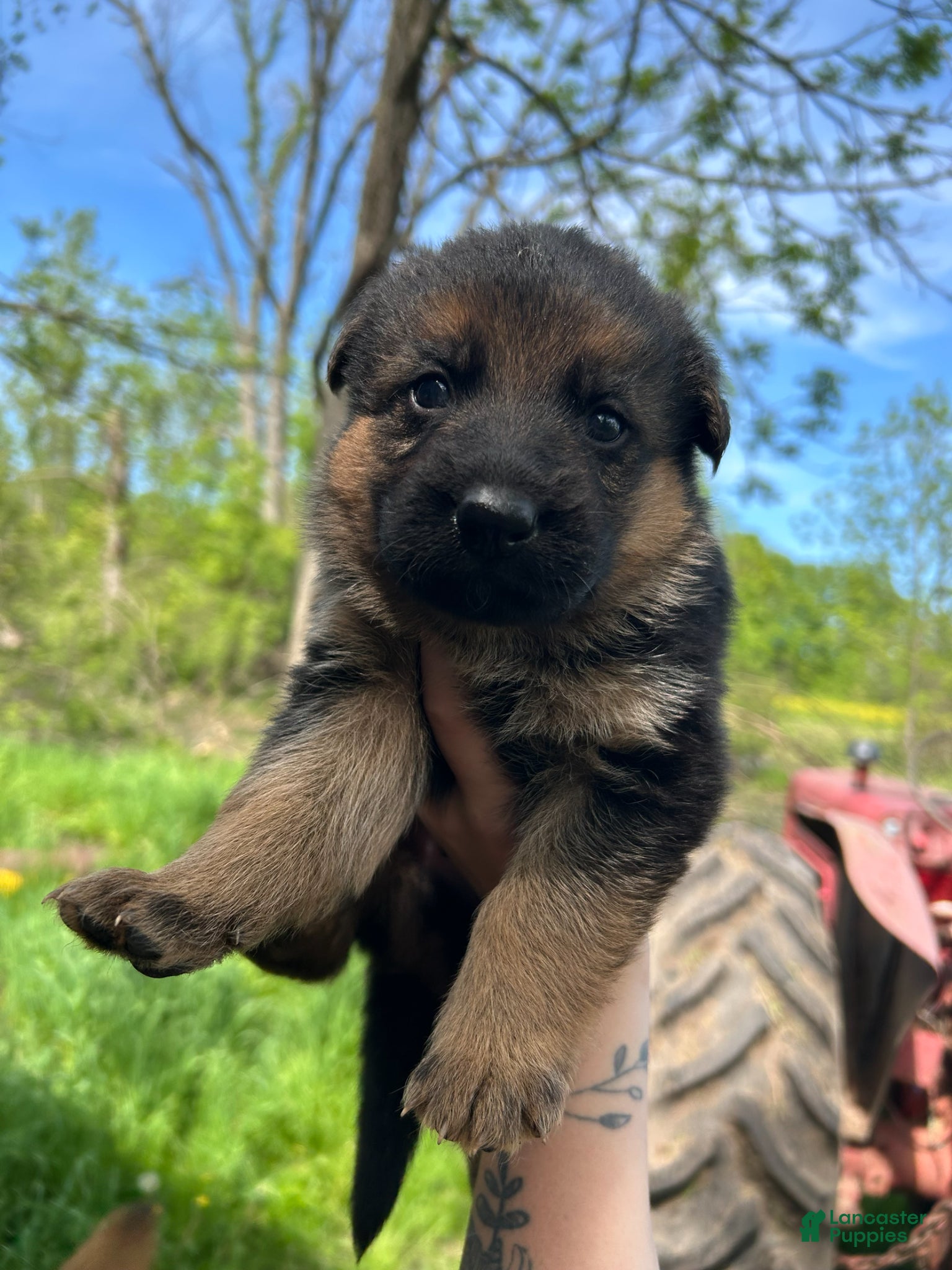 German Shepherd Puppy 1 German Shepherd for sale in Burt | Lancaster ...