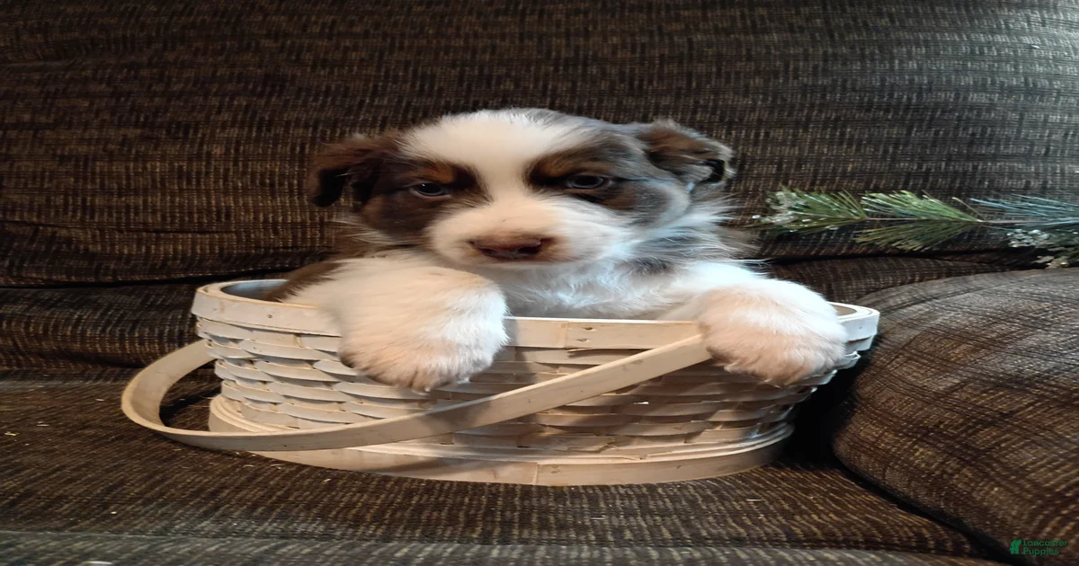 Oreo for sale in Bourbon | Lancaster Puppies