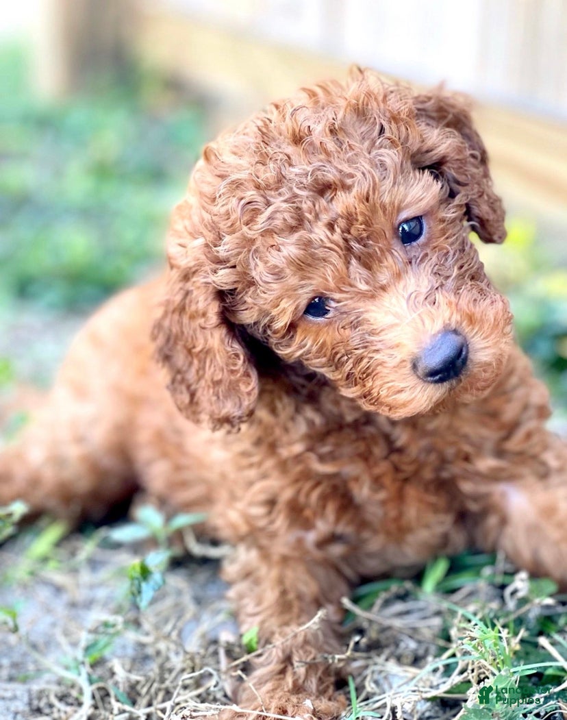 Toy Poodle Puppy 1 for sale in Sarasota | Lancaster Puppies