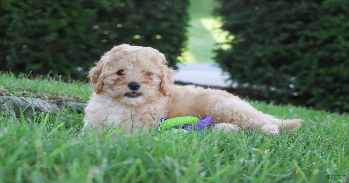 Cavapoo Puppies for sale | Lancaster Puppies