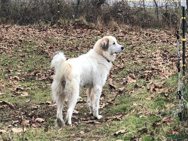 CD- Male for sale in Coxs Mills | Lancaster Puppies
