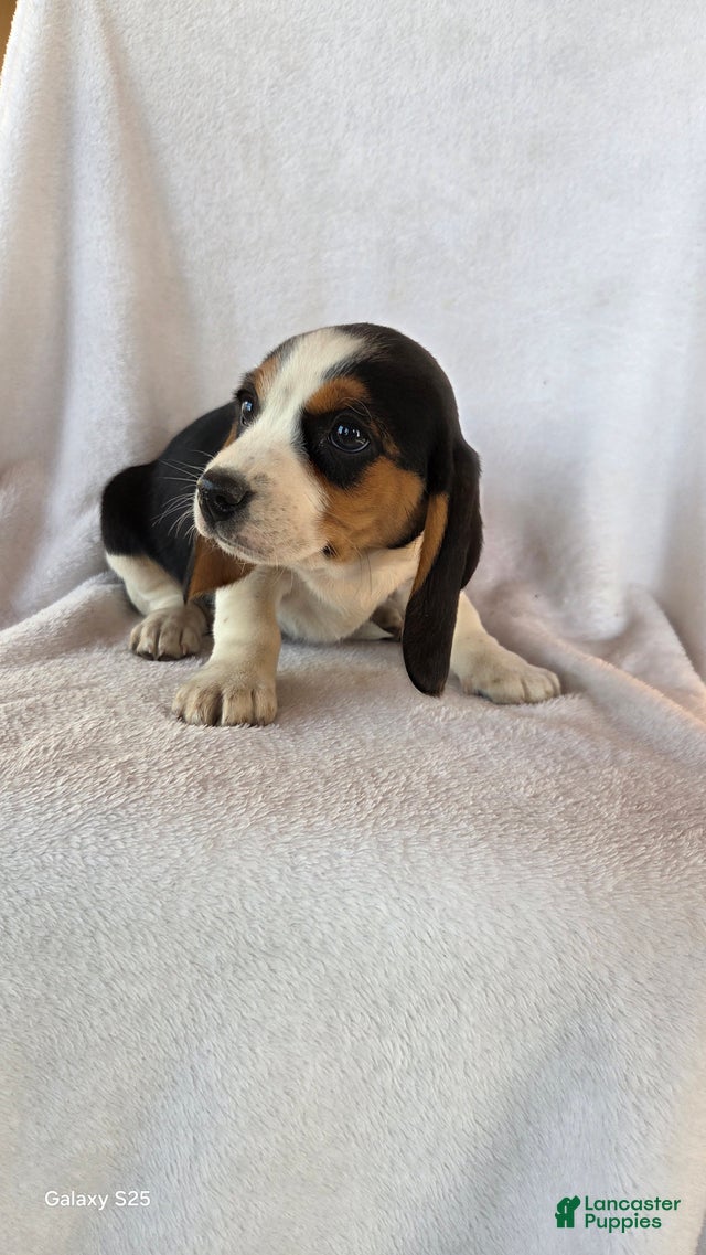LILA for sale in Mifflinburg | Lancaster Puppies