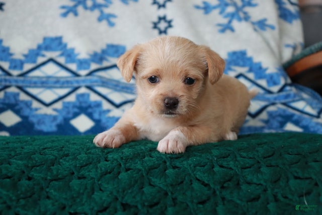 Donna for sale in Romulus | Lancaster Puppies