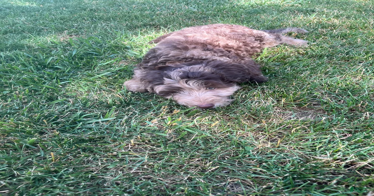 Mal Miniature Labradoodle Puppies for sale | Lancaster Puppies