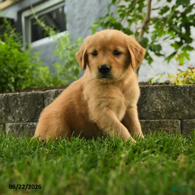 Penelope Golden Retriever for sale in Quarryville | Lancaster Puppies