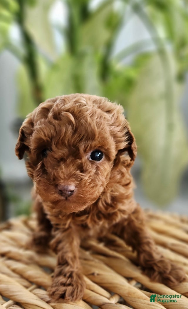Teacup Thomas-AKC GENETICALLY TESTED for sale in Queens | Lancaster Puppies