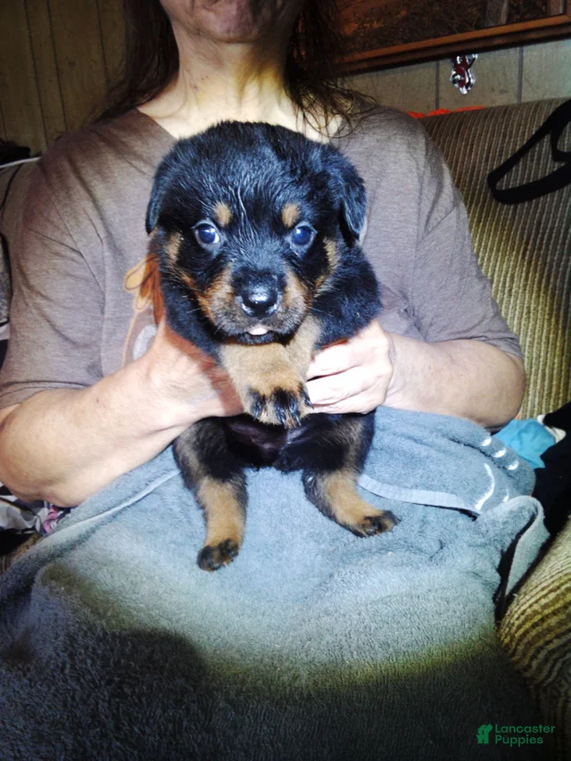 Rottweiler 1 Rottweiler for sale in Akron | Lancaster Puppies