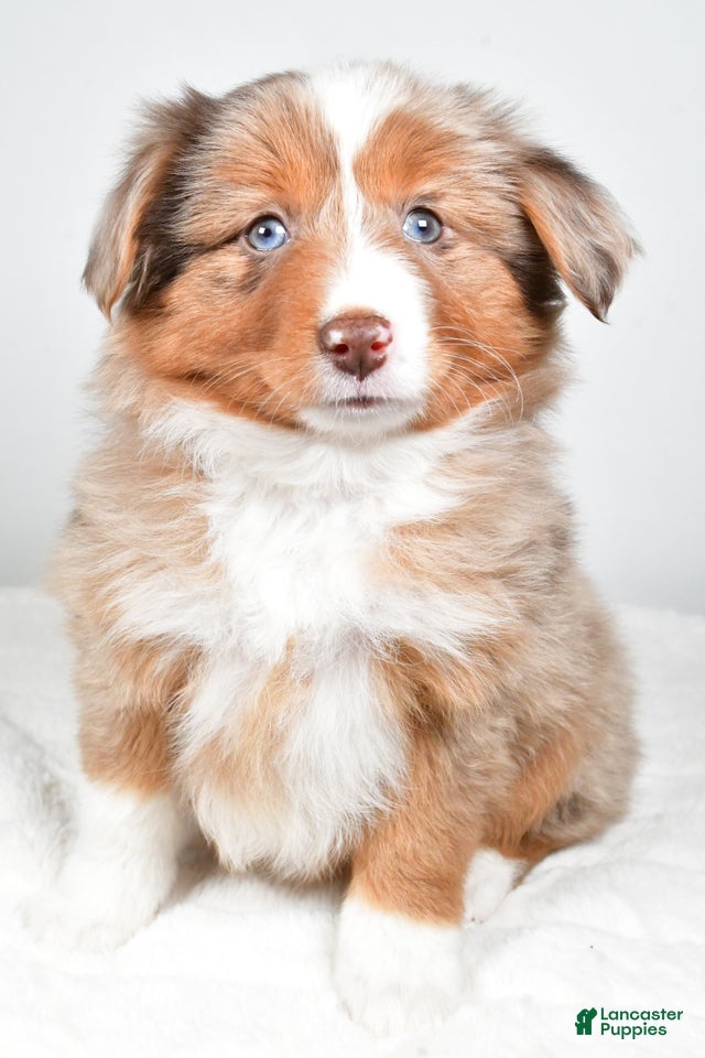 Rose for sale in Millersburg | Lancaster Puppies