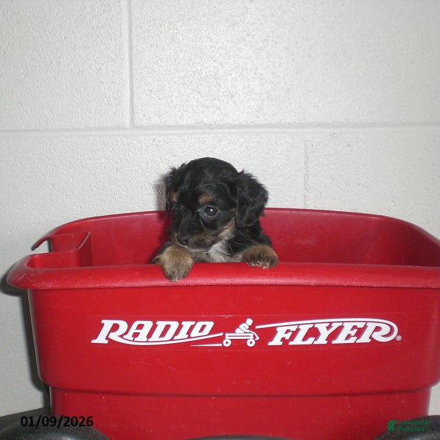 Angie for sale in Dundee | Lancaster Puppies