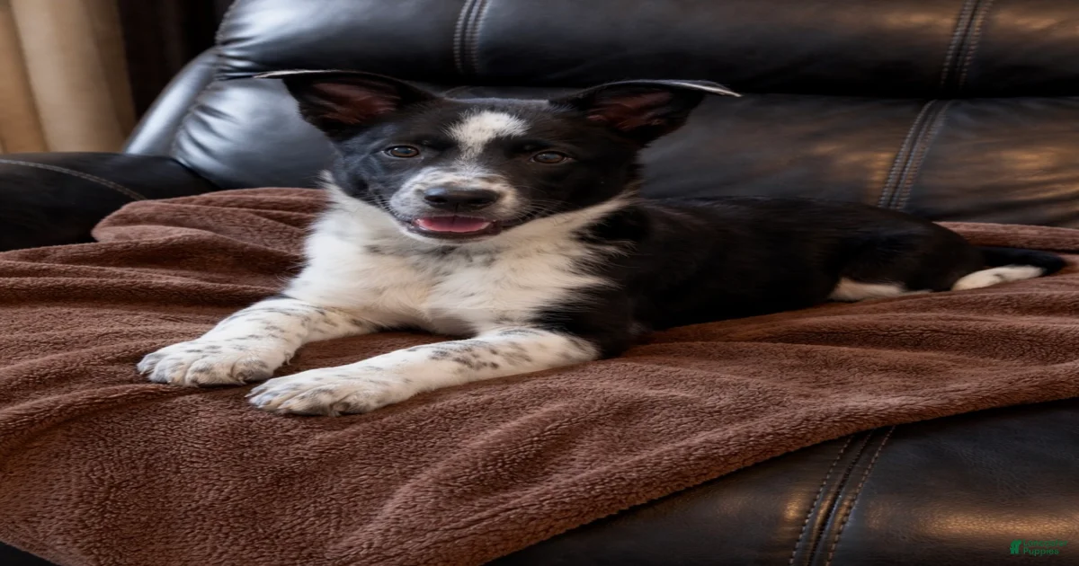 Milo Australian Shepherd for sale in Harleysville | Lancaster Puppies