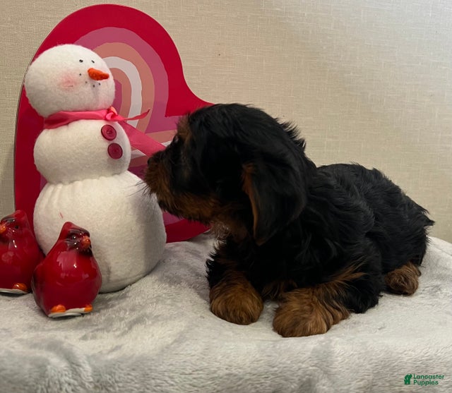 Liam for sale in Wawaka | Lancaster Puppies