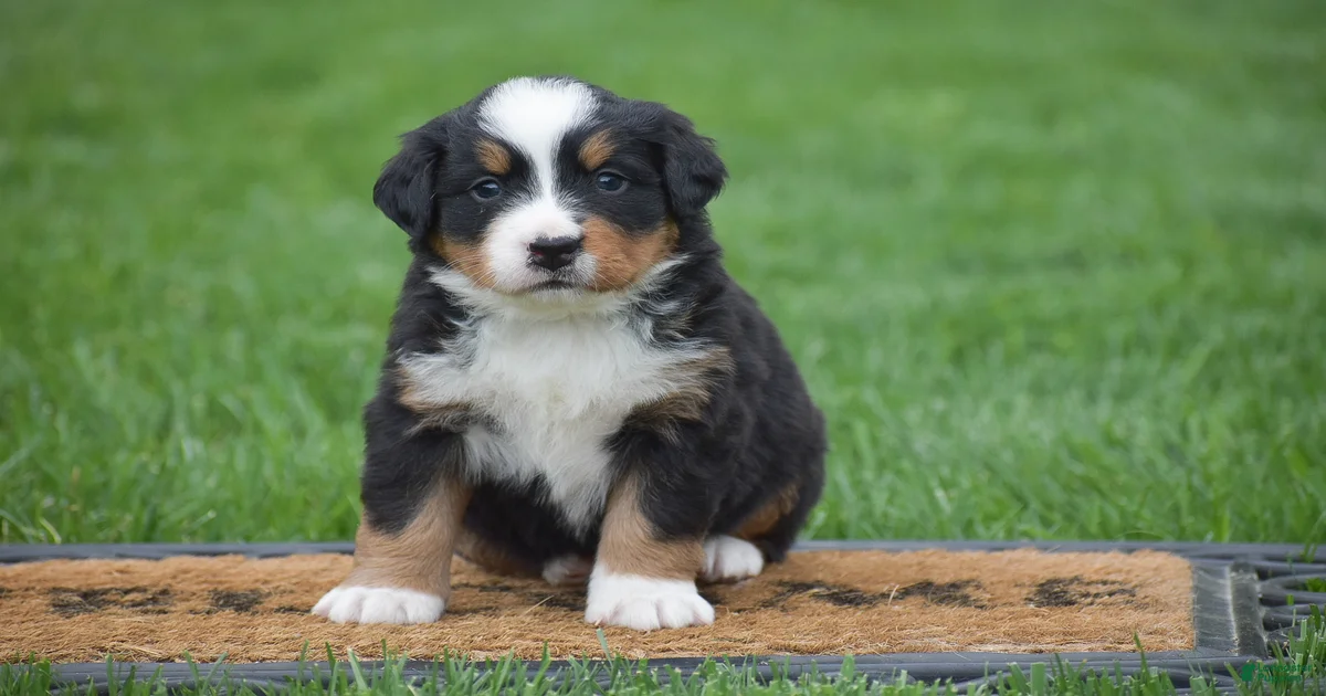 Meadow Bernese Mountain Dog for sale in Parkesburg | Lancaster Puppies