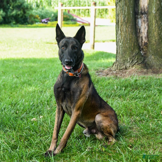 Elsa for sale in Honey Brook | Lancaster Puppies