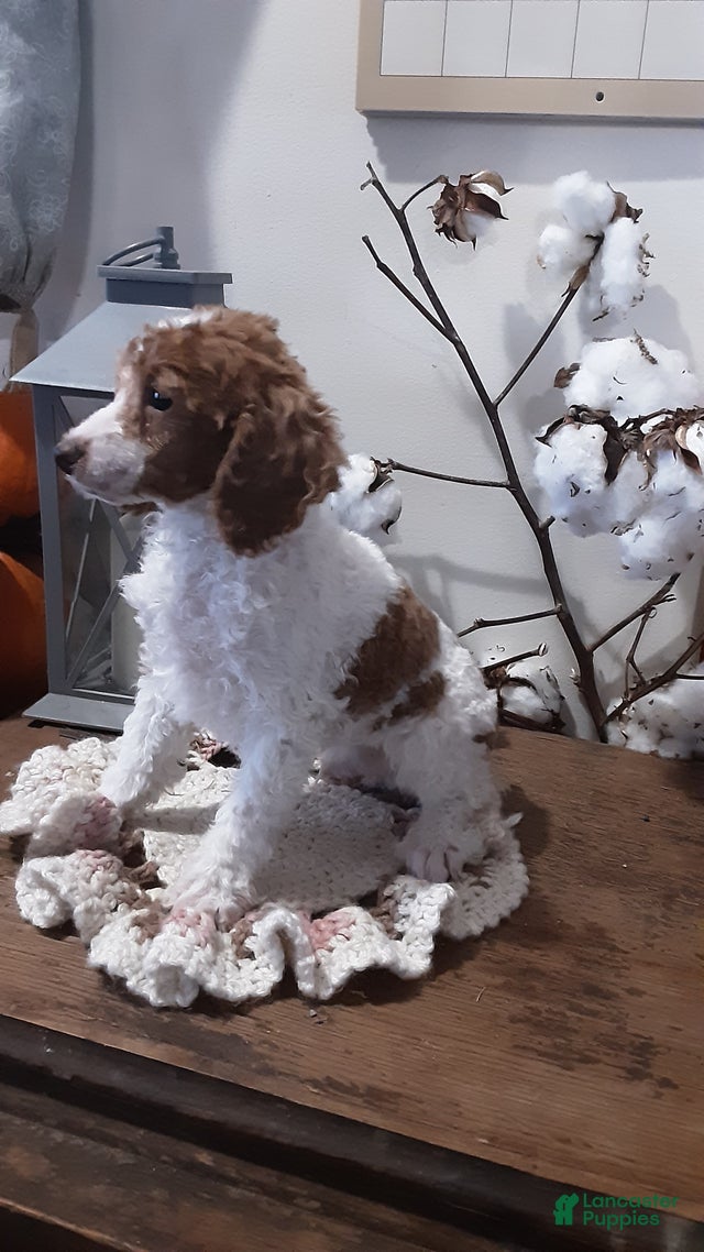 Toby for sale in Clyde | Lancaster Puppies