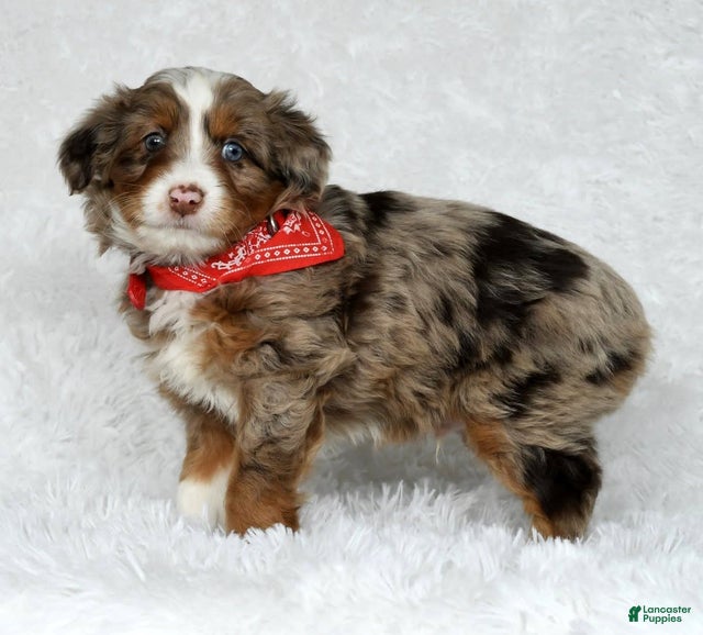 Jacob Yoder 11607 | Lancaster Puppies