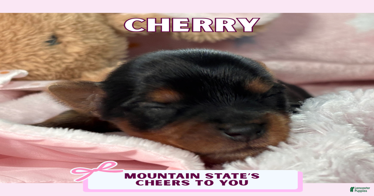 Yorkshire Terrier Puppy 4 for sale in Charleston | Lancaster Puppies