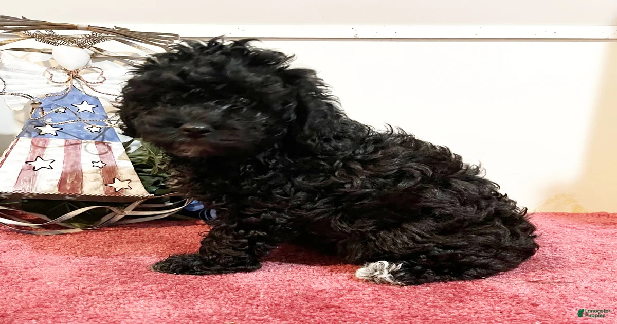 Black standard poodle Havapoo Puppies for sale | Lancaster Puppies