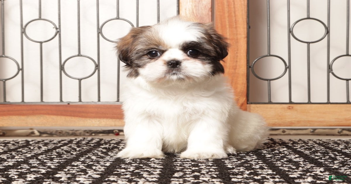 Pebbles Female Shih Tzu for sale in Naples | Lancaster Puppies