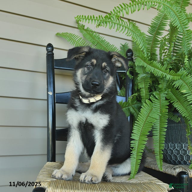 Rook for sale in Kirkwood | Lancaster Puppies