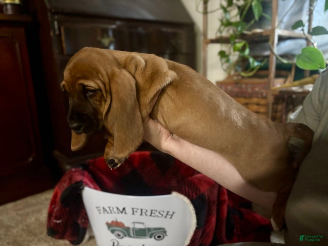 Addie for sale in Hedgesville | Lancaster Puppies