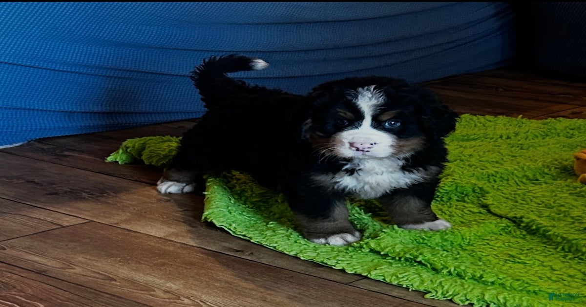 Millie for sale in Commodore | Lancaster Puppies