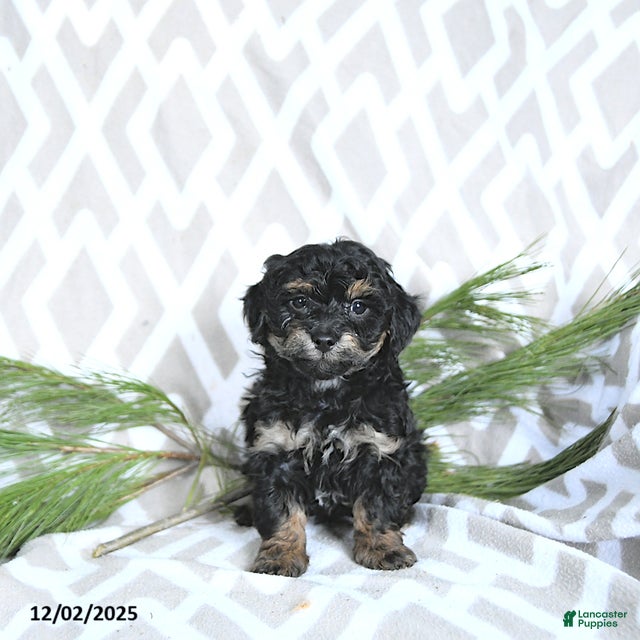 Jingle for sale in Middlebury | Lancaster Puppies