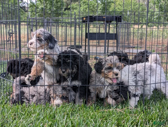 ROWAN Mixed Breed for sale in Davis | Lancaster Puppies