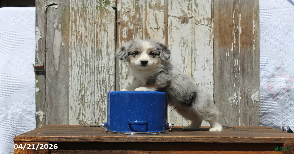 Mini mix Corgipoo Puppies for sale | Lancaster Puppies