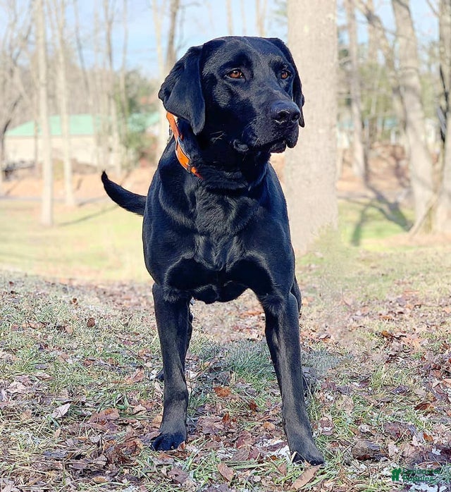 Gravy- Chocolate for sale in Minersville | Lancaster Puppies