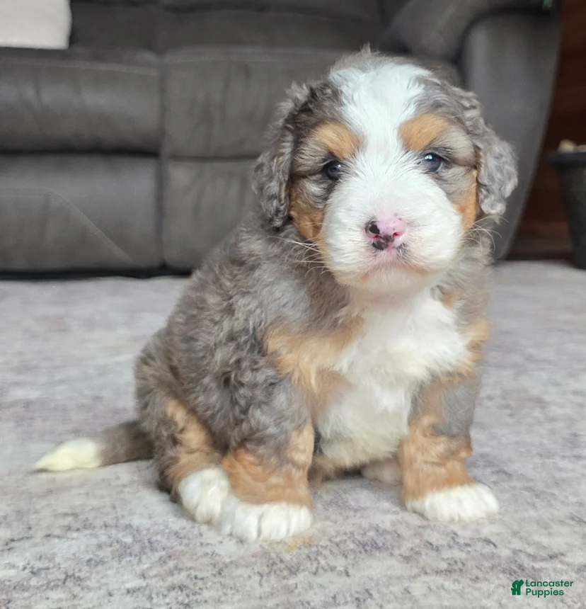 Mini Harley Mini Bernedoodle for sale in Millersburg | Lancaster Puppies