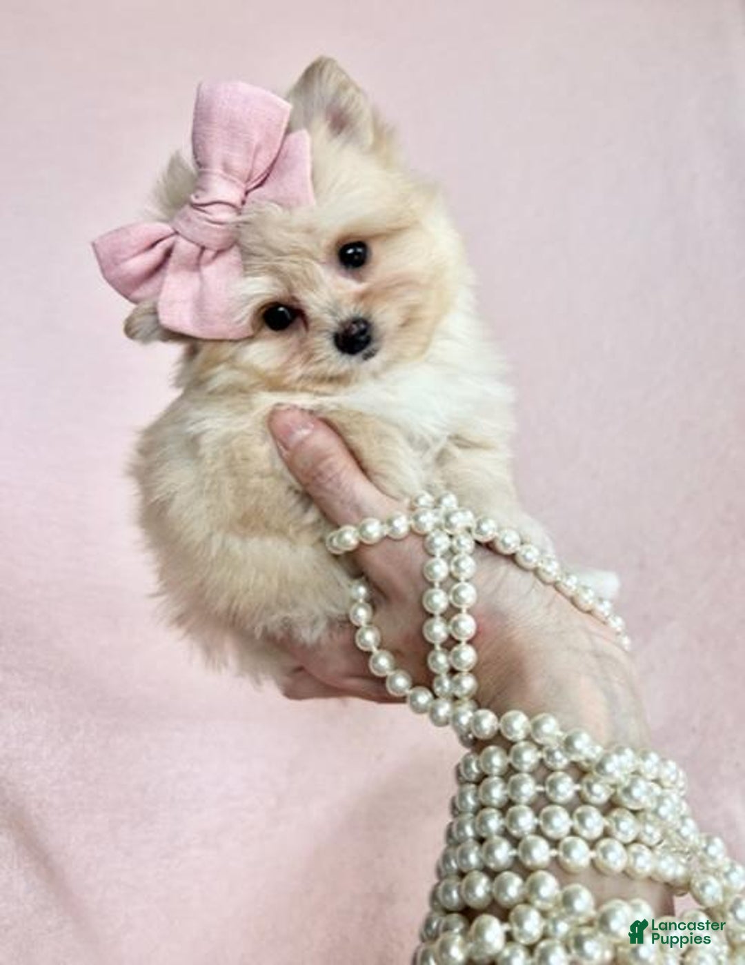 Pomapoo Puppy 1 for sale in Thonotosassa | Lancaster Puppies