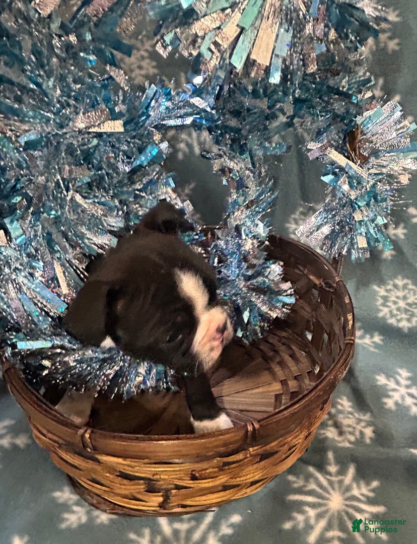 Boston Terrier Puppy 2 for sale in Fleetwood | Lancaster Puppies