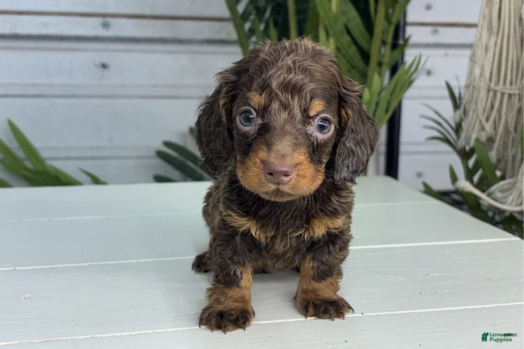 Jake Miniature Dachshund for sale in Hoagland | Lancaster Puppies