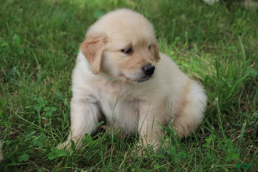 Golden Retriever 2 Golden Retriever for sale in Barnett | Lancaster Puppies