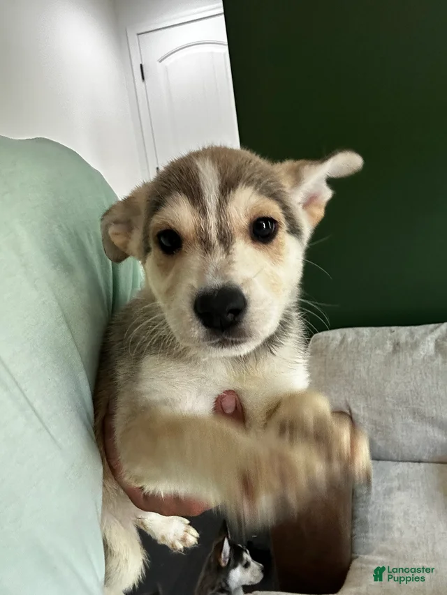 Gerberian Shepsky Puppy 4 Gerberian Shepsky for sale in Phoenix ...