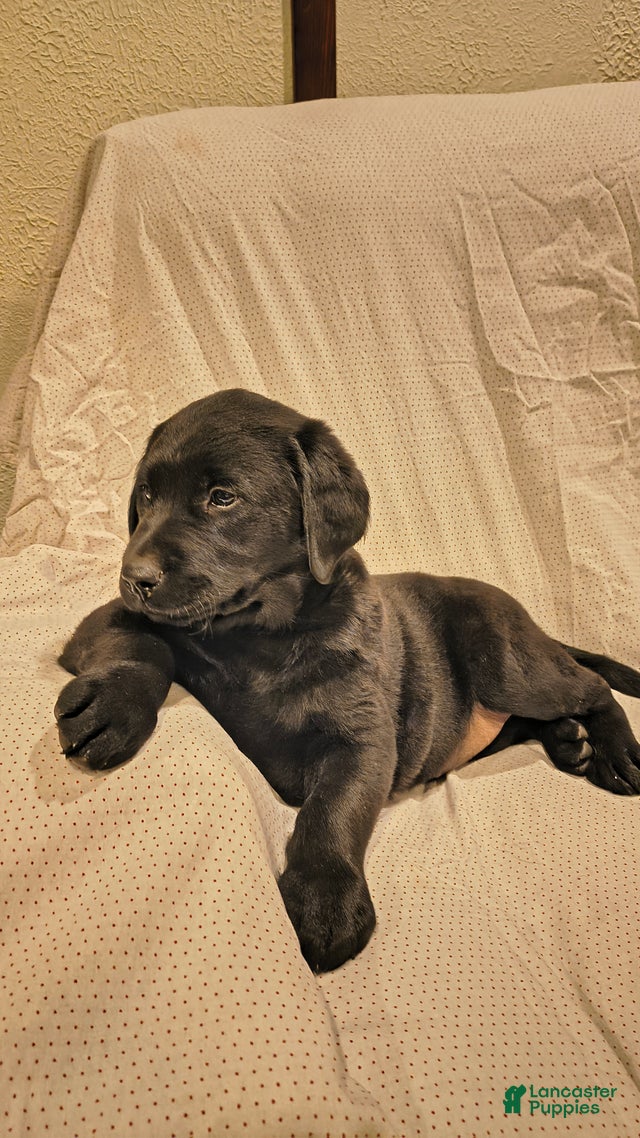 Labrador Retriever Puppy 2 for sale in Jackson Township | Lancaster Puppies