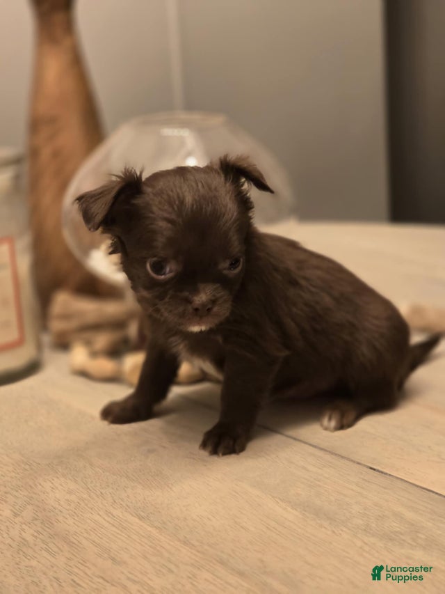 Blue for sale in Newark Valley | Lancaster Puppies