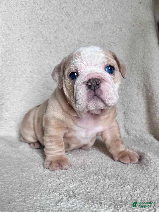 Winnie for sale in Myerstown | Lancaster Puppies