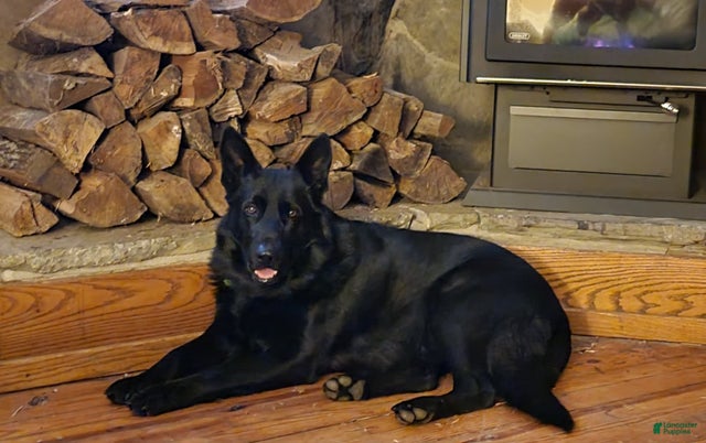 Frank Marcinek | Lancaster Puppies