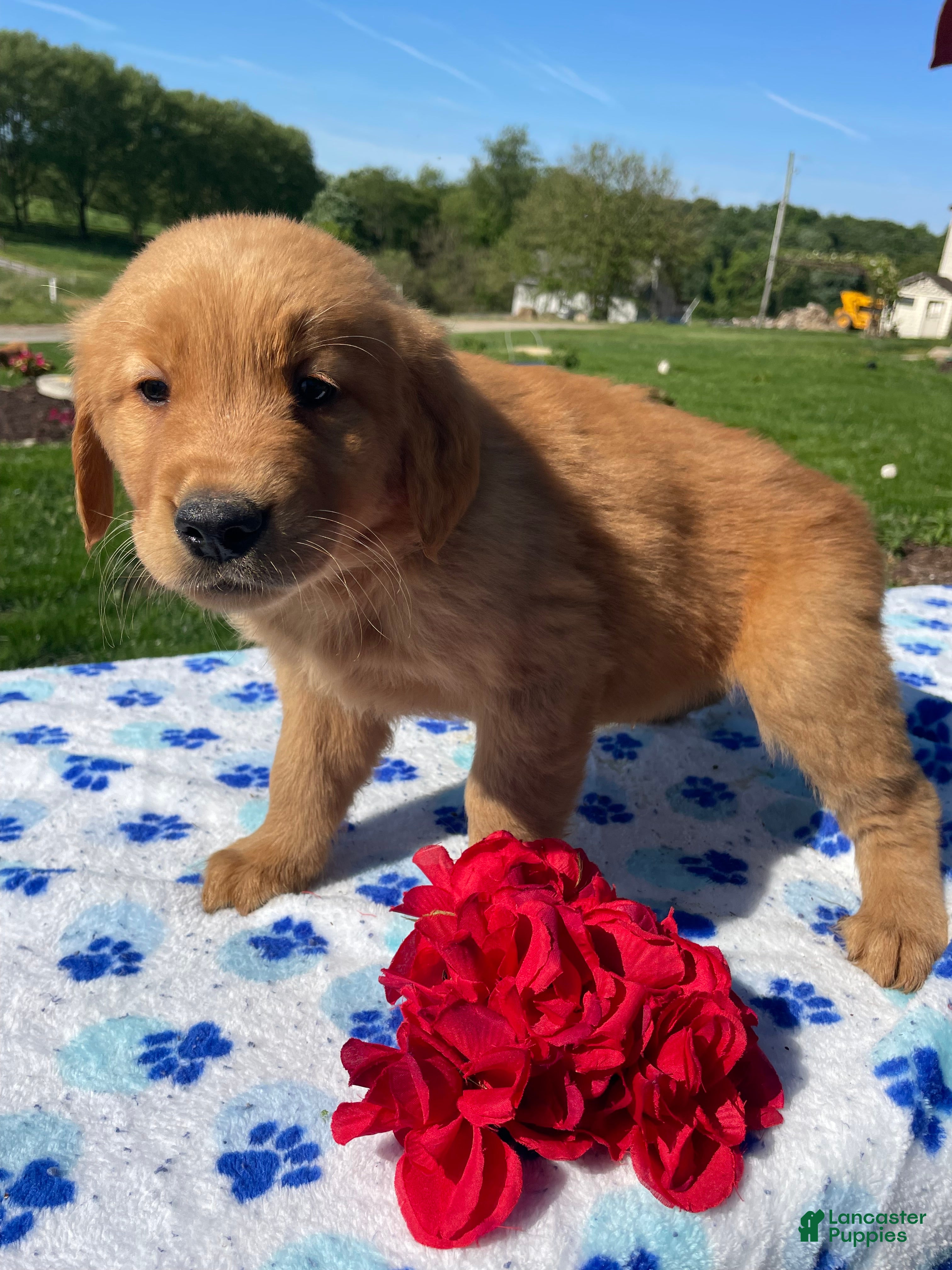 Lucky Golden Retriever for sale in Lancaster | Lancaster Puppies