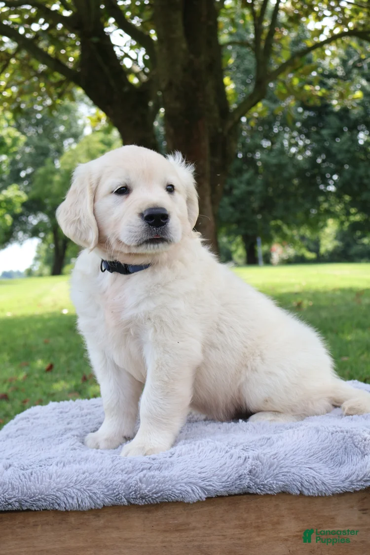 Golden Retriever 4 Jedd Golden Retriever for sale in Louisville ...