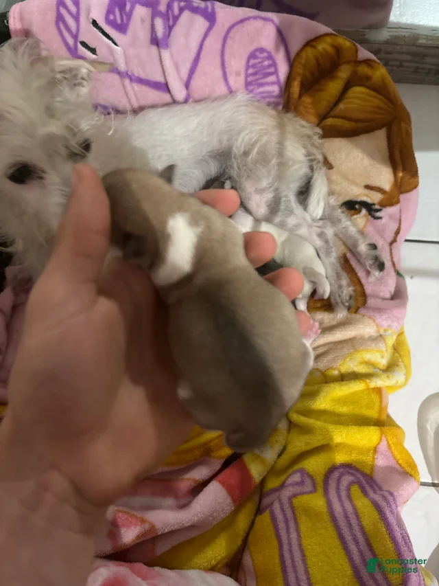 Jack Chi Puppy 3 Jack Chi for sale in Hialeah | Lancaster Puppies